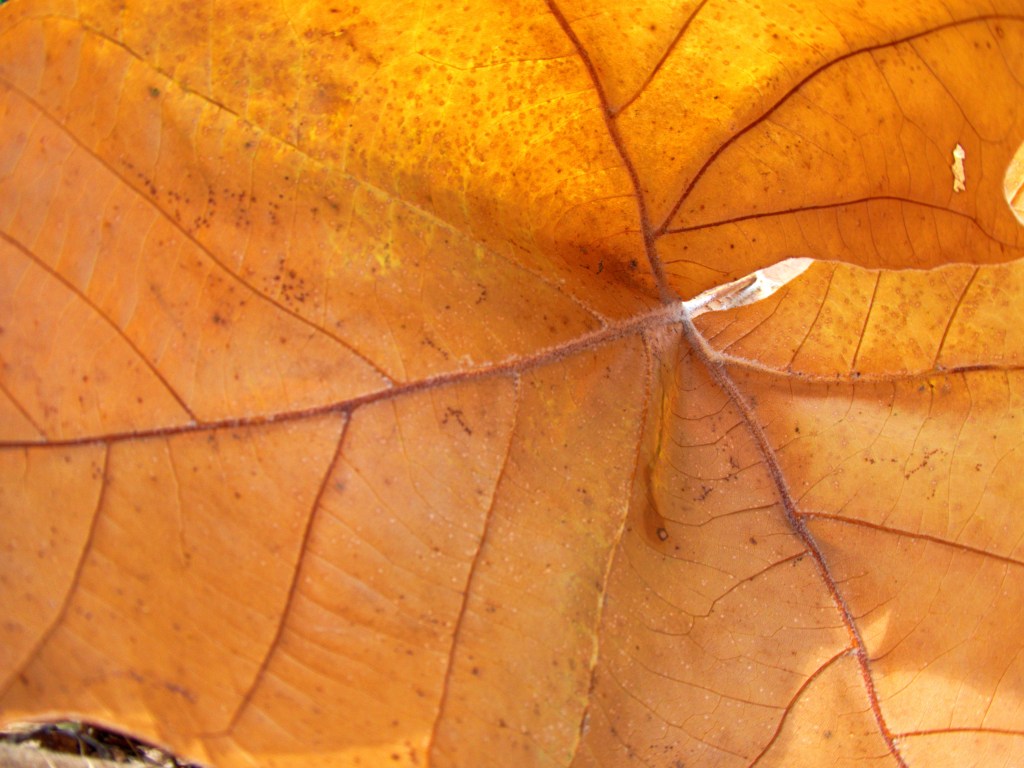 more fall pics – felicia mehl