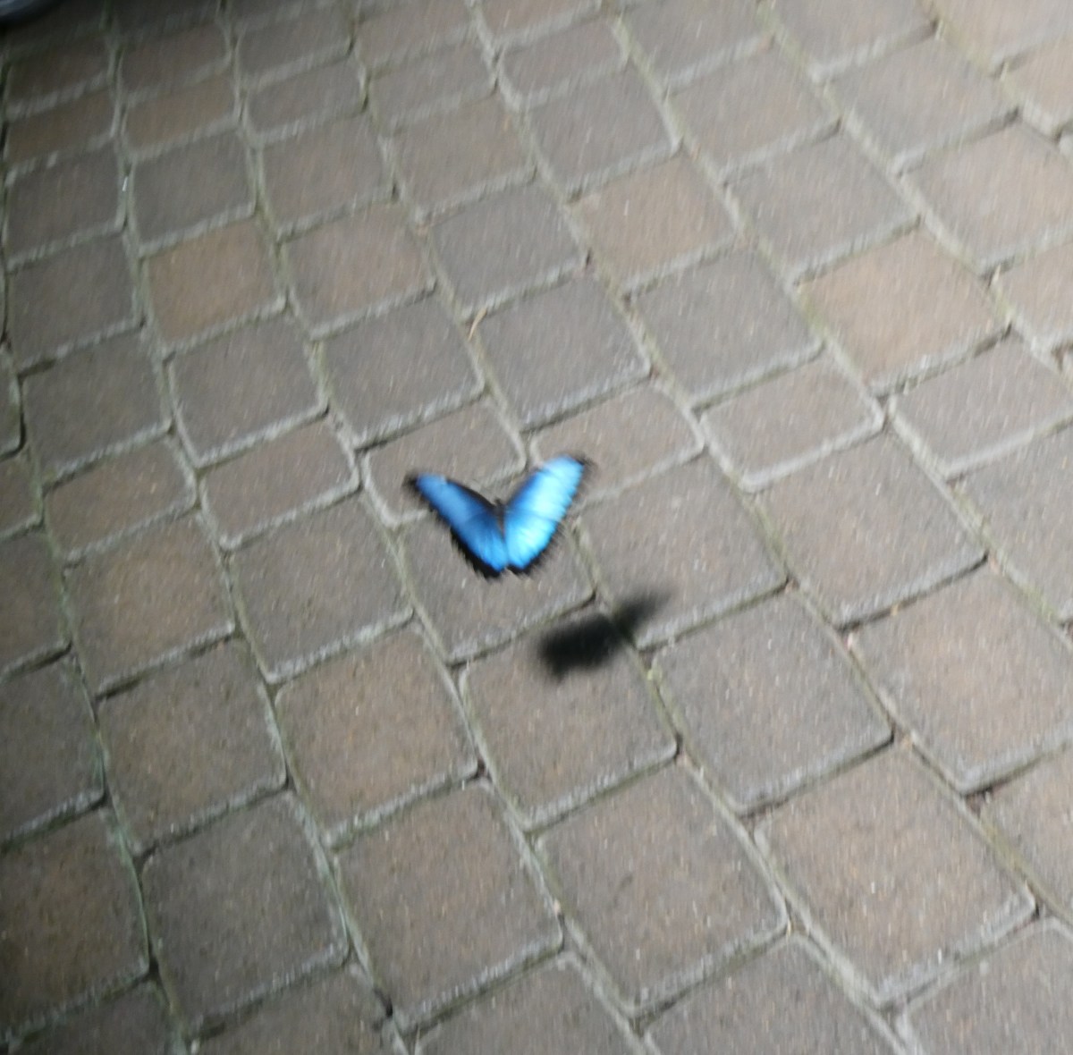 butterflies – felicia mehl